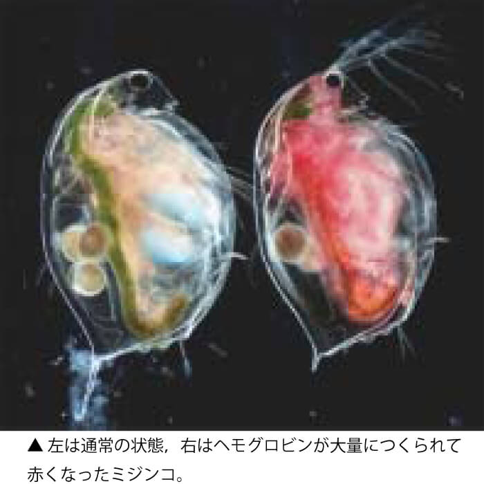 小さなミジンコのからだで働く小さな分子 時下 進一 リバネス