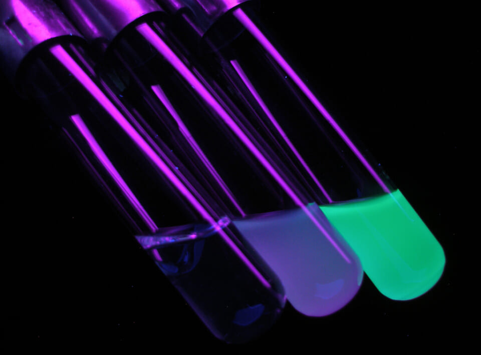 【ノーベル賞】46 年後に「輝いた」GFP | リバネス