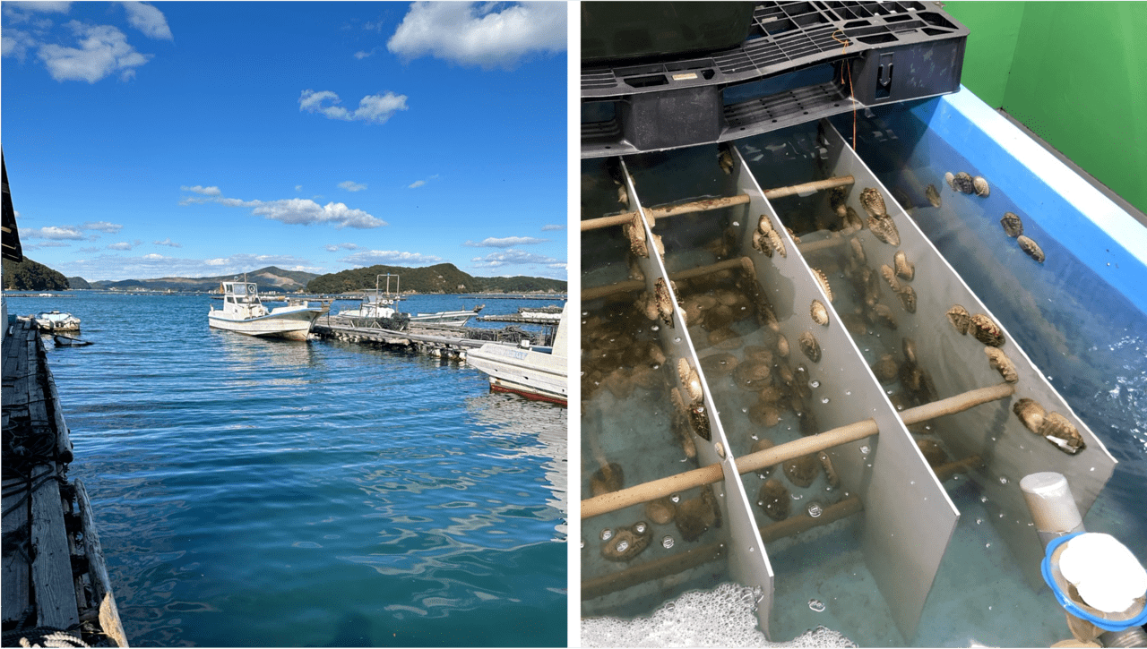 三重県版経営向上計画における専門家として、アワビ養殖の閉鎖循環型陸上養殖化の支援を始めます。 | リバネス